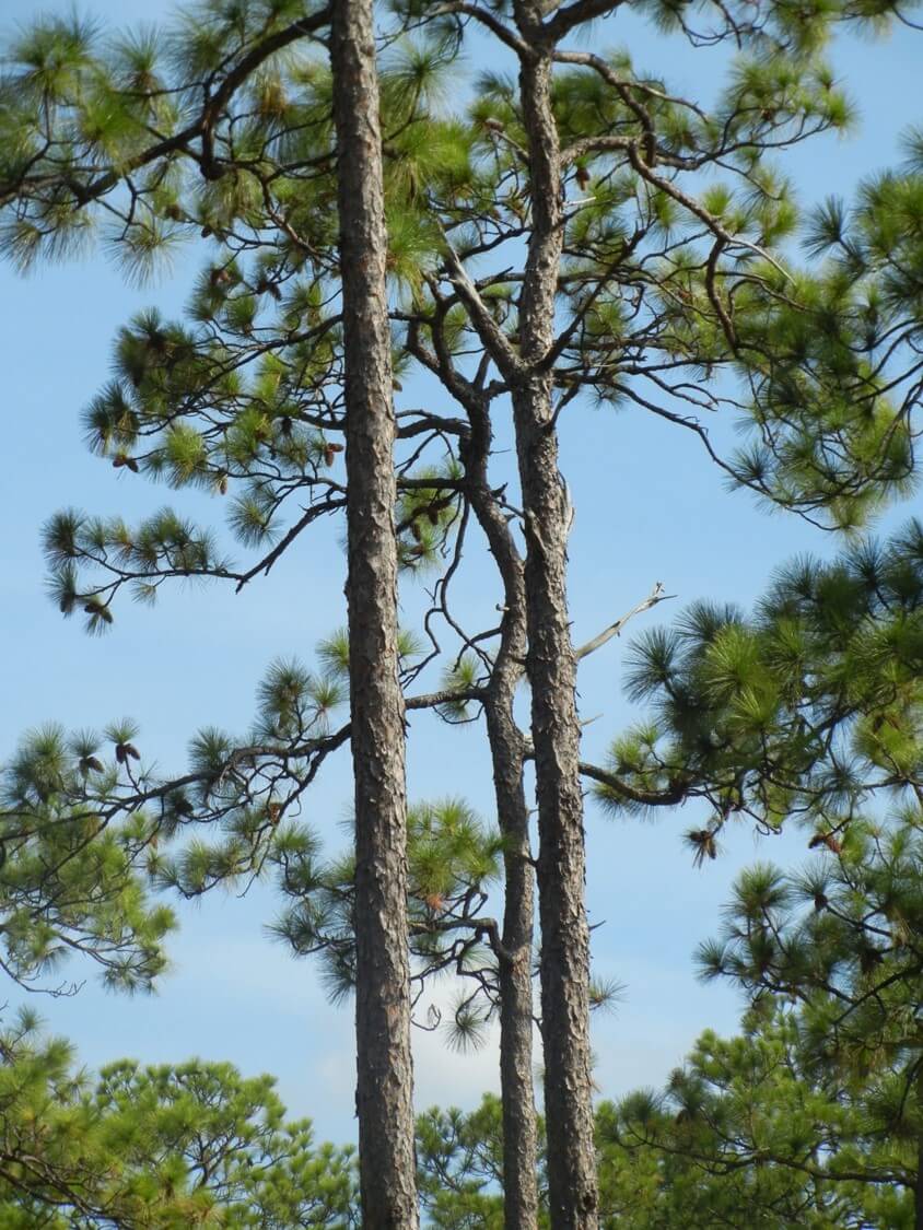 LONGLEAF PINE: A SOUTHERN REVIVAL - Ballinger Publishing